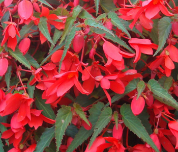 Begonia - Gartenbau Bongartz