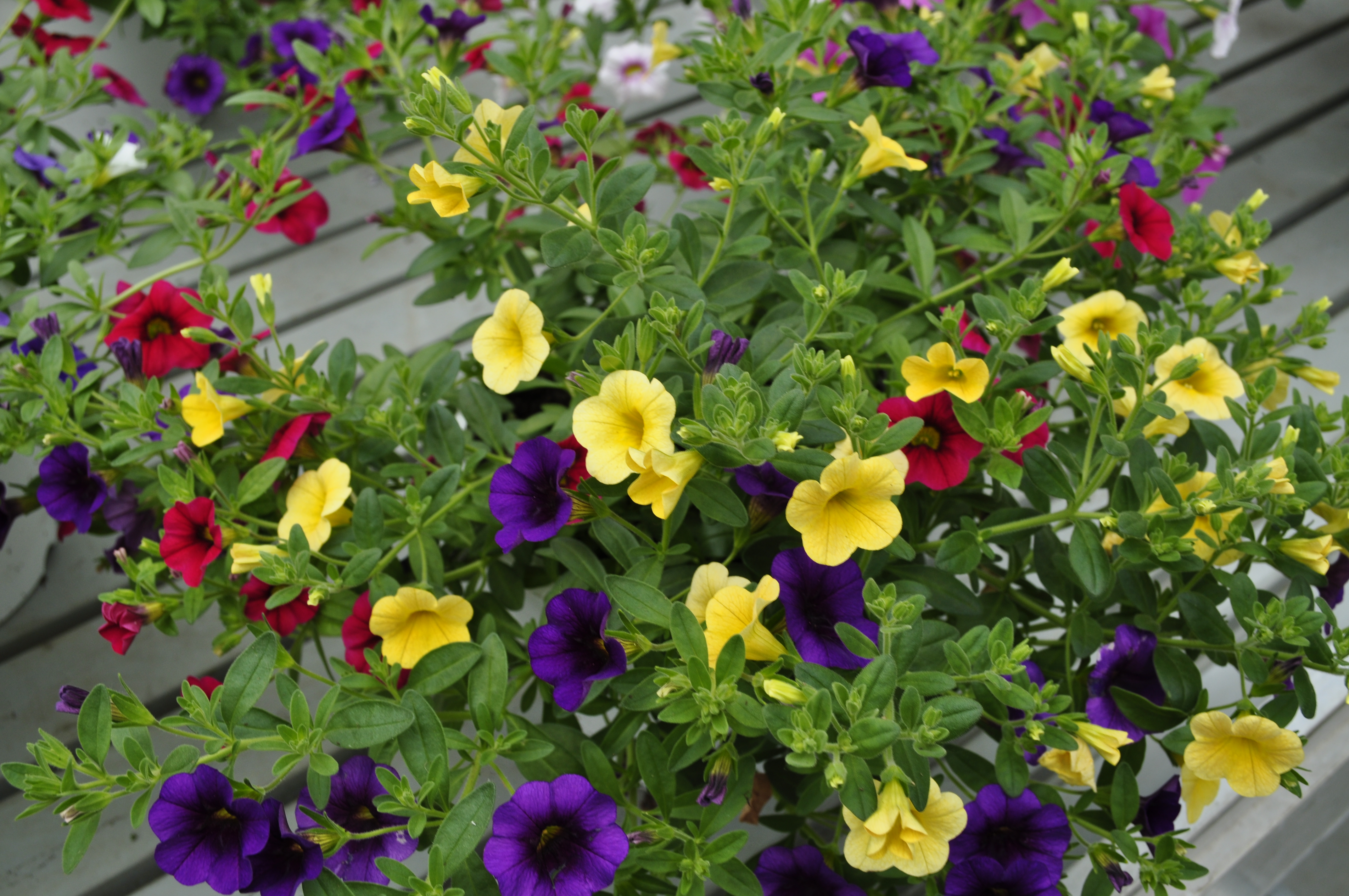 Mixis - Gartenbau Bongartz