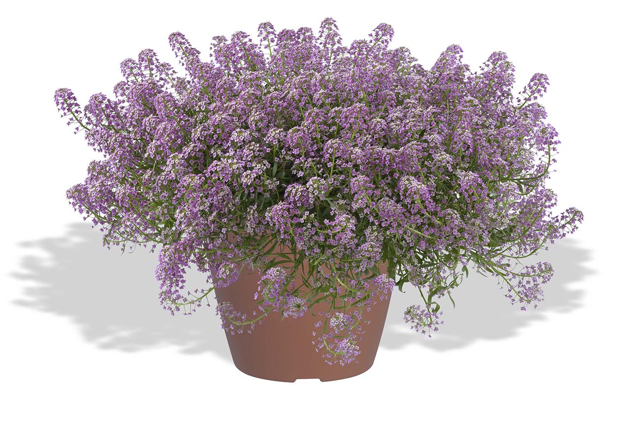 Lobularia - Gartenbau Bongartz