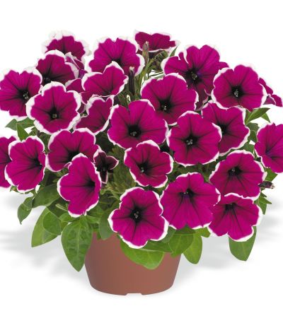 Petunia - Gartenbau Bongartz