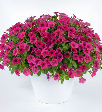 Petunia - Gartenbau Bongartz